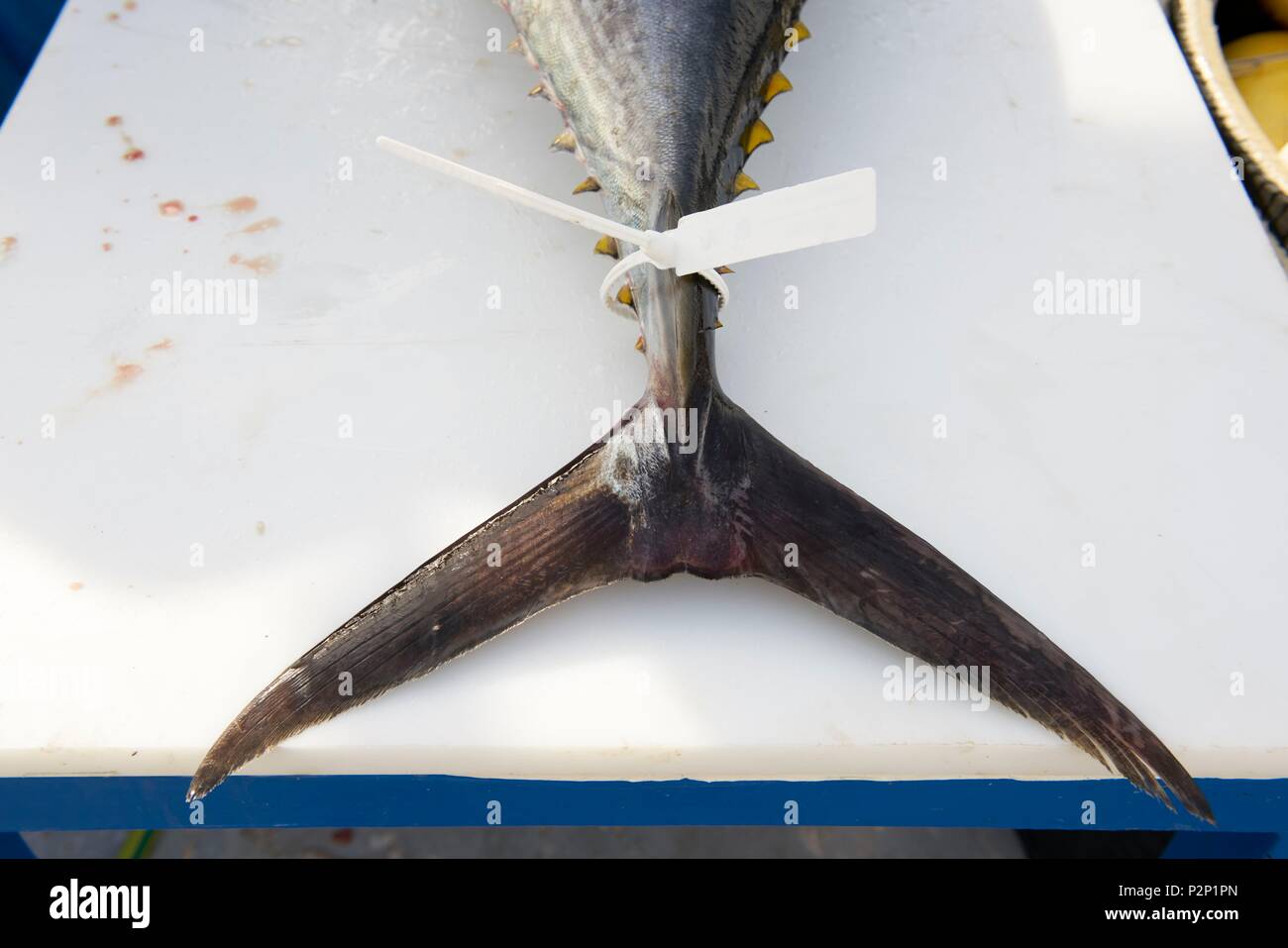 Longline fishing tuna hi-res stock photography and images - Alamy