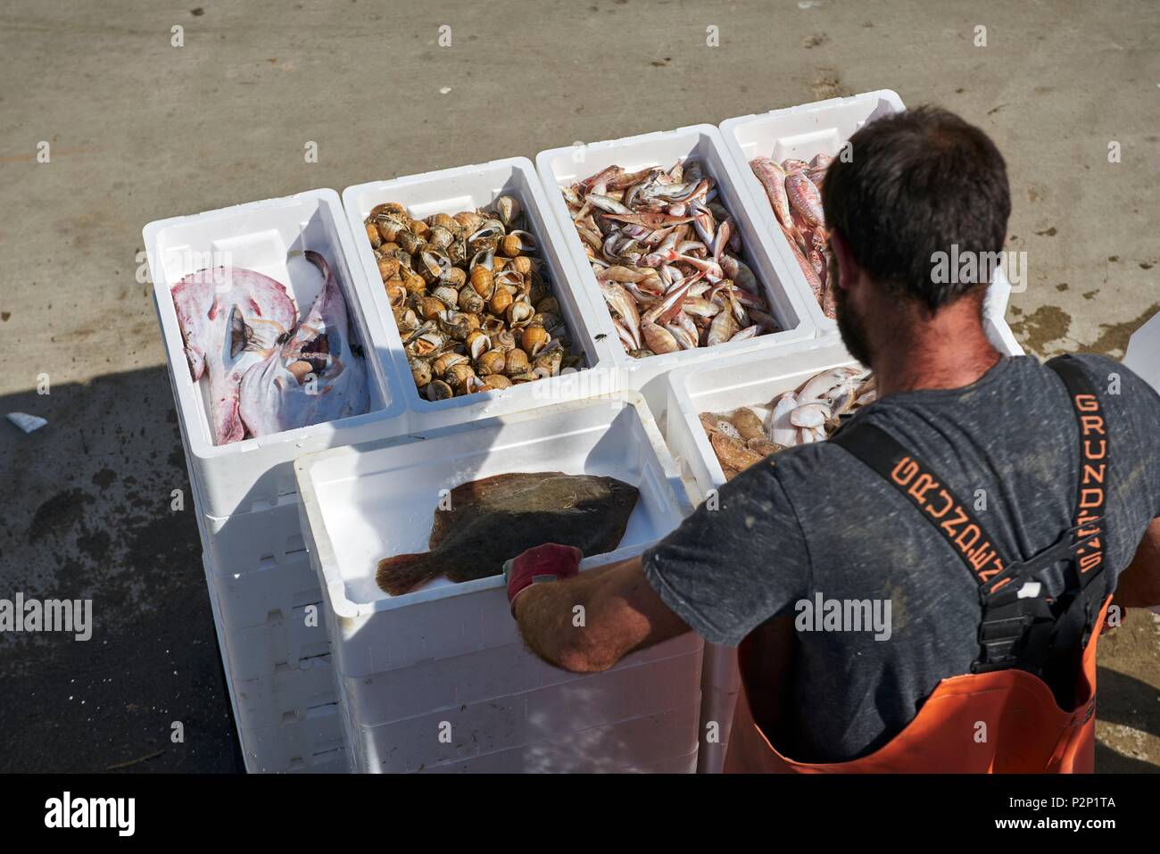 France, Herault, Grau d'Agde, Fishing port, unloading of fish at the ...
