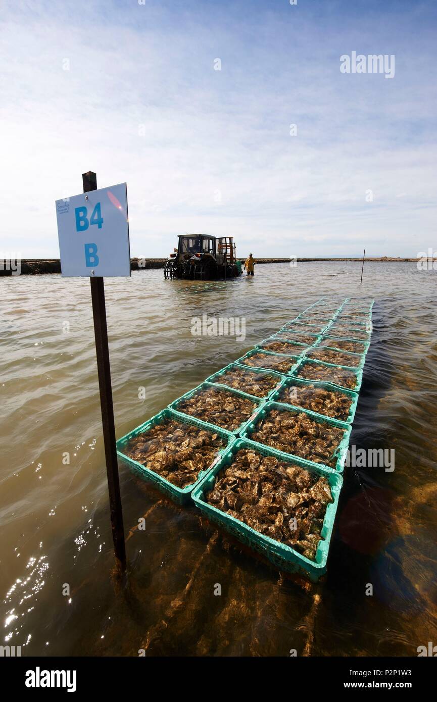 France, Aude, Gruissan, St. Martin's Island, salt, ripening and ...