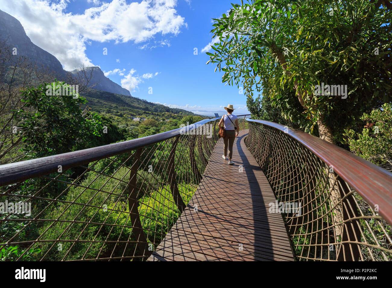 South Africa, Western Cape, Walk on a suspension bridge, in the heart ...