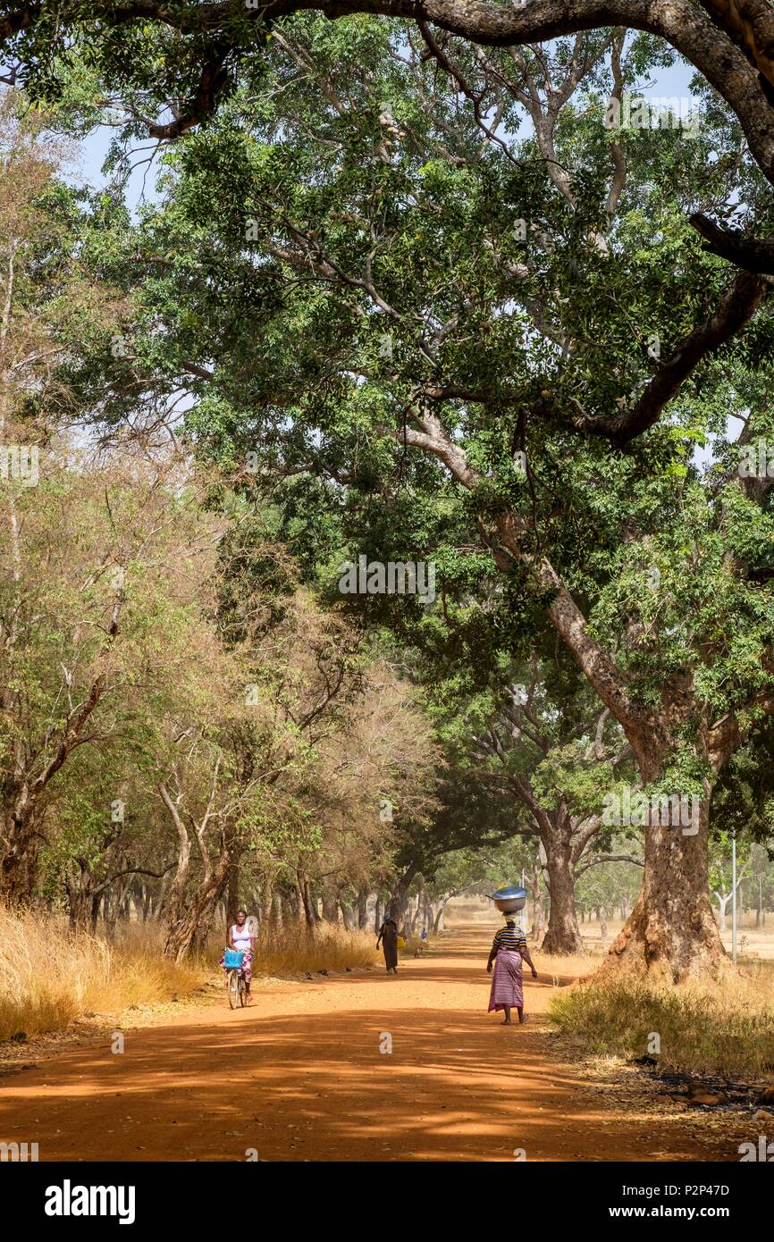 Mahogany tree africa hi-res stock photography and images - Alamy