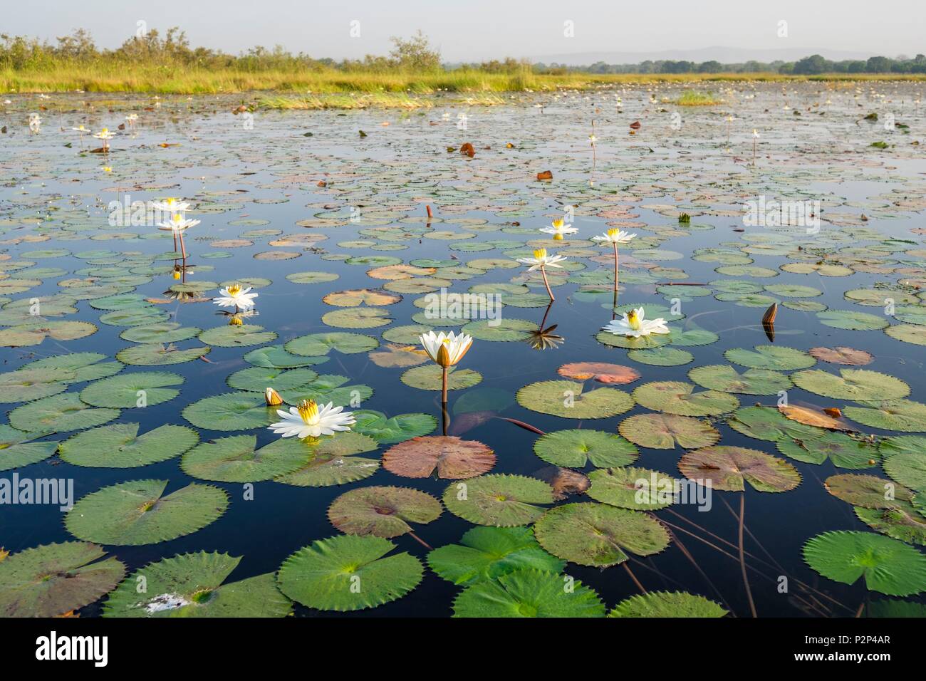 Burkina Faso, Cascades region, Tengrela, the great lake Stock Photo - Alamy