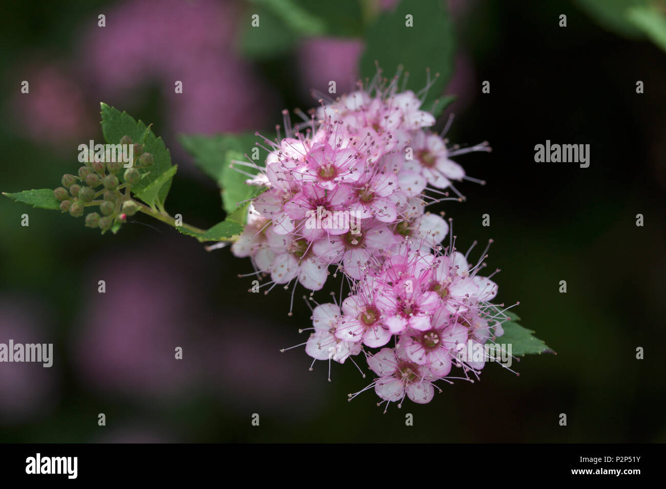Macro view of fresh new rosy pink buds and blossoms emerging from a ...