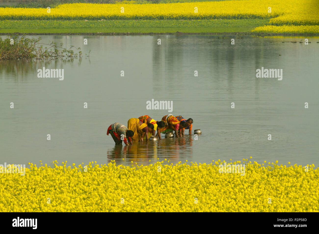 A group of women catching fishes at Chalan Beel in Natore. Bangladesh ...