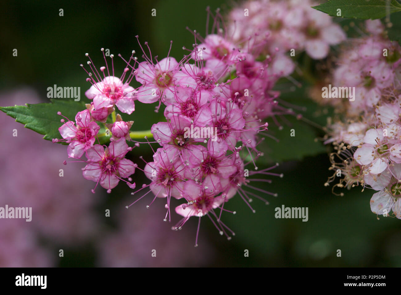 Macro view of fresh new rosy pink buds and blossoms emerging from a ...