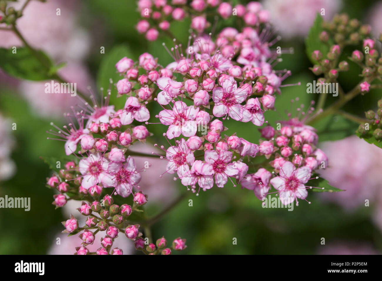 Macro view of fresh new rosy pink buds and blossoms emerging from a ...