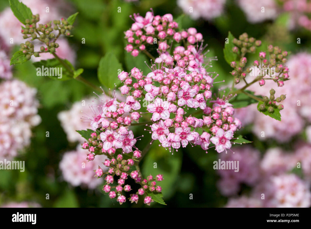 Spirea new growth hi-res stock photography and images - Alamy