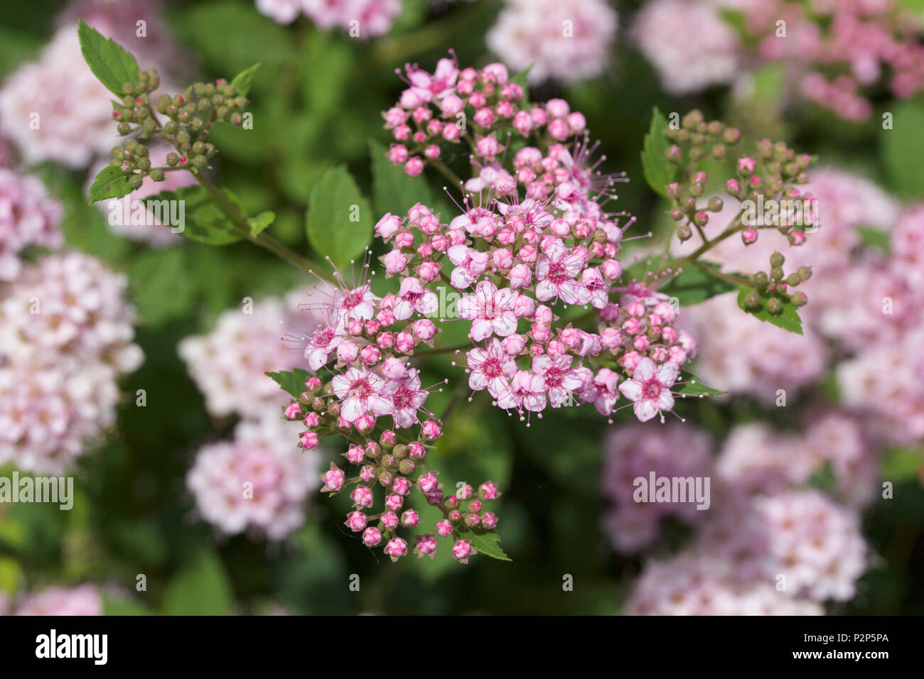 Macro view of fresh new rosy pink buds and blossoms emerging from a ...