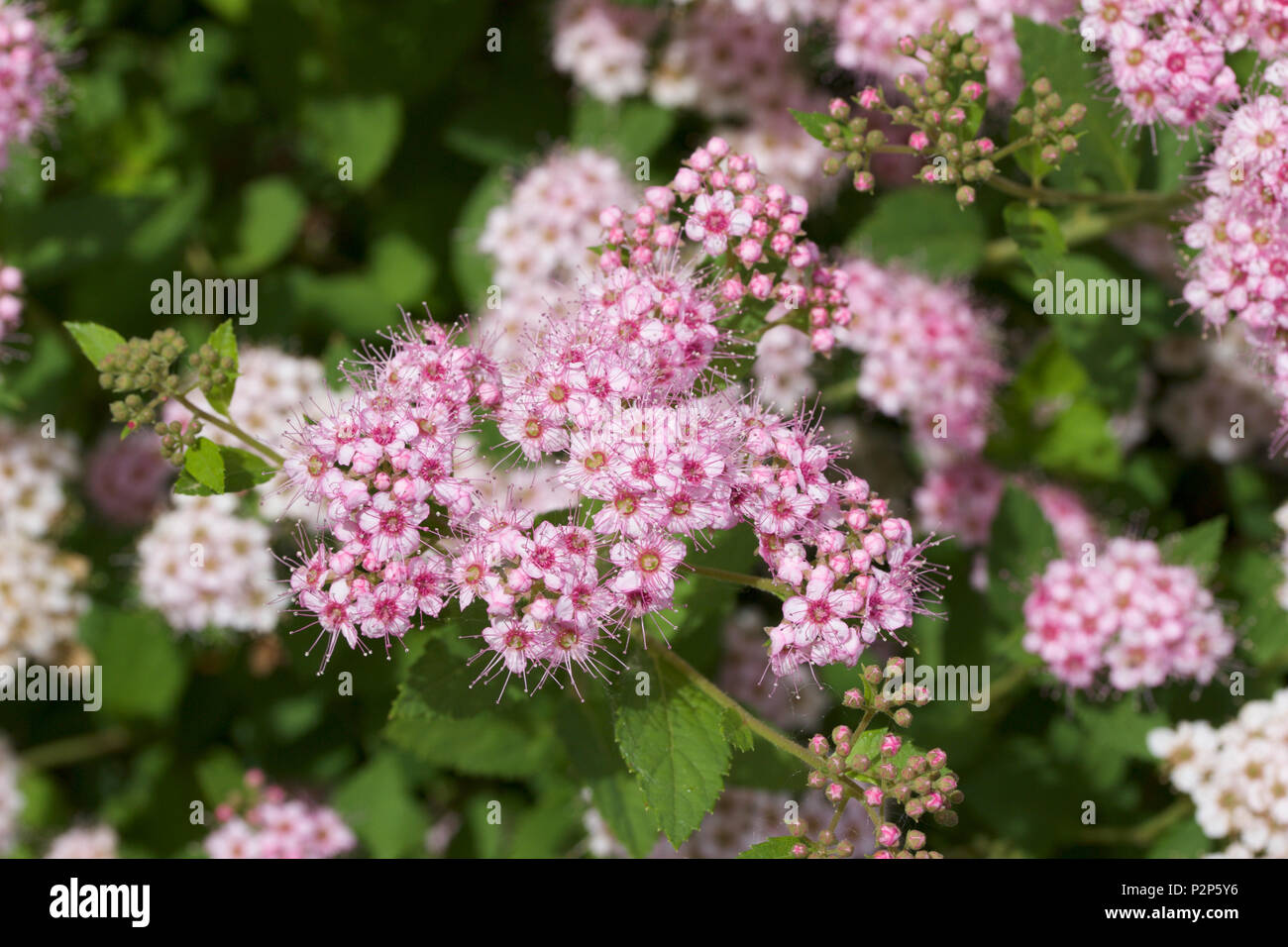 Macro view of fresh new rosy pink buds and blossoms emerging from a ...