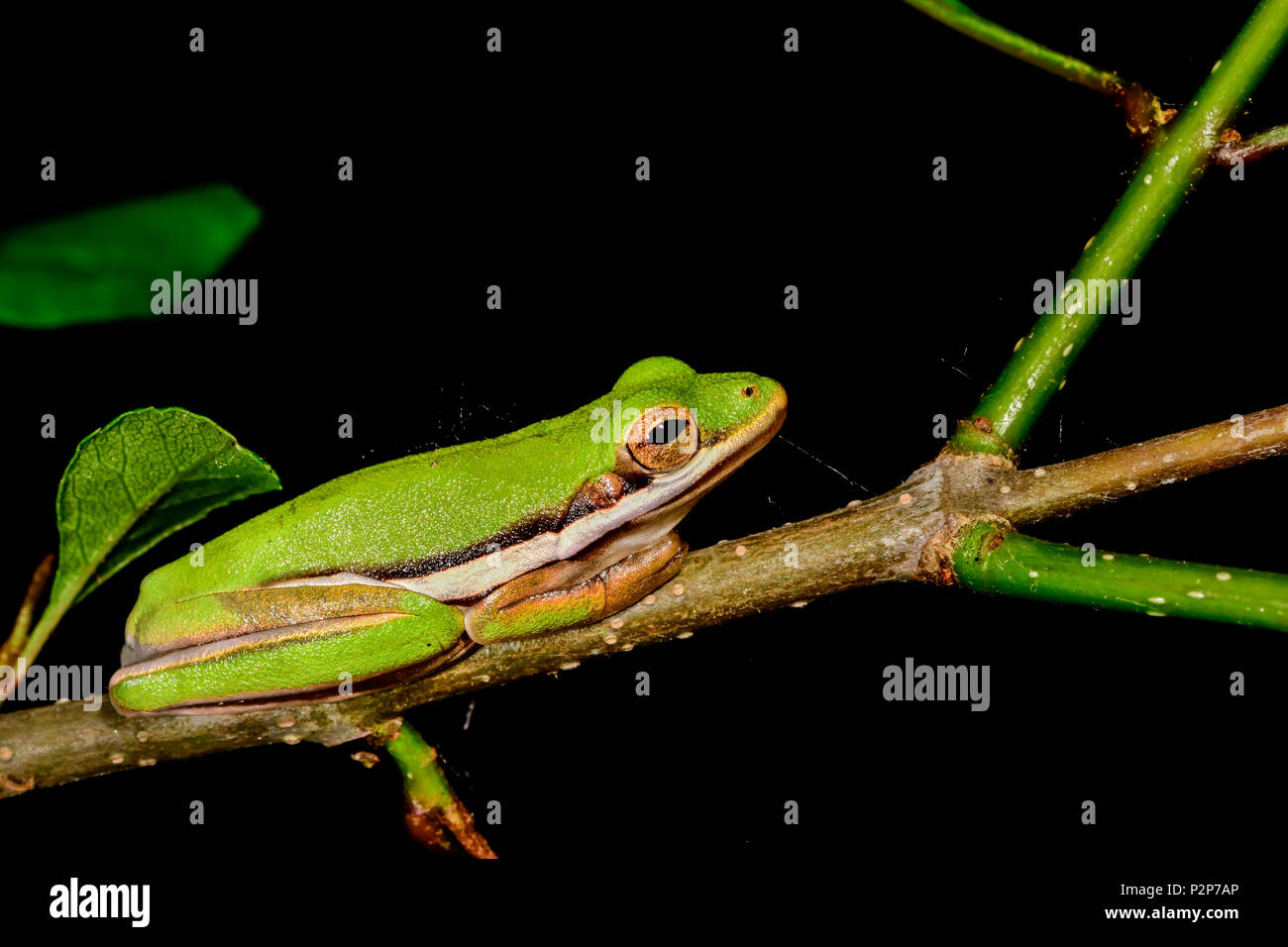 Florida tree frog hi-res stock photography and images - Alamy