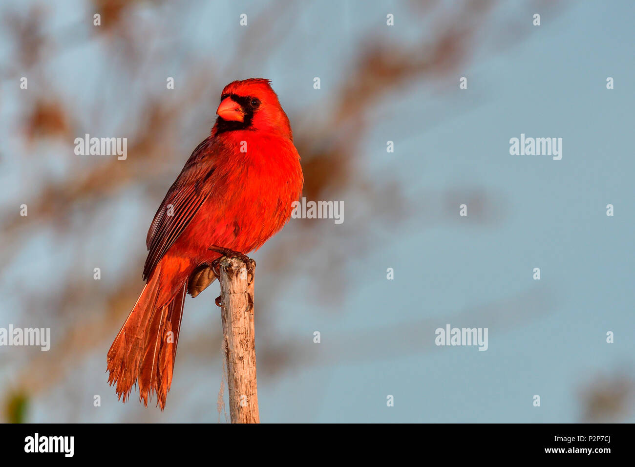 Red cardinal pattern hi-res stock photography and images - Alamy