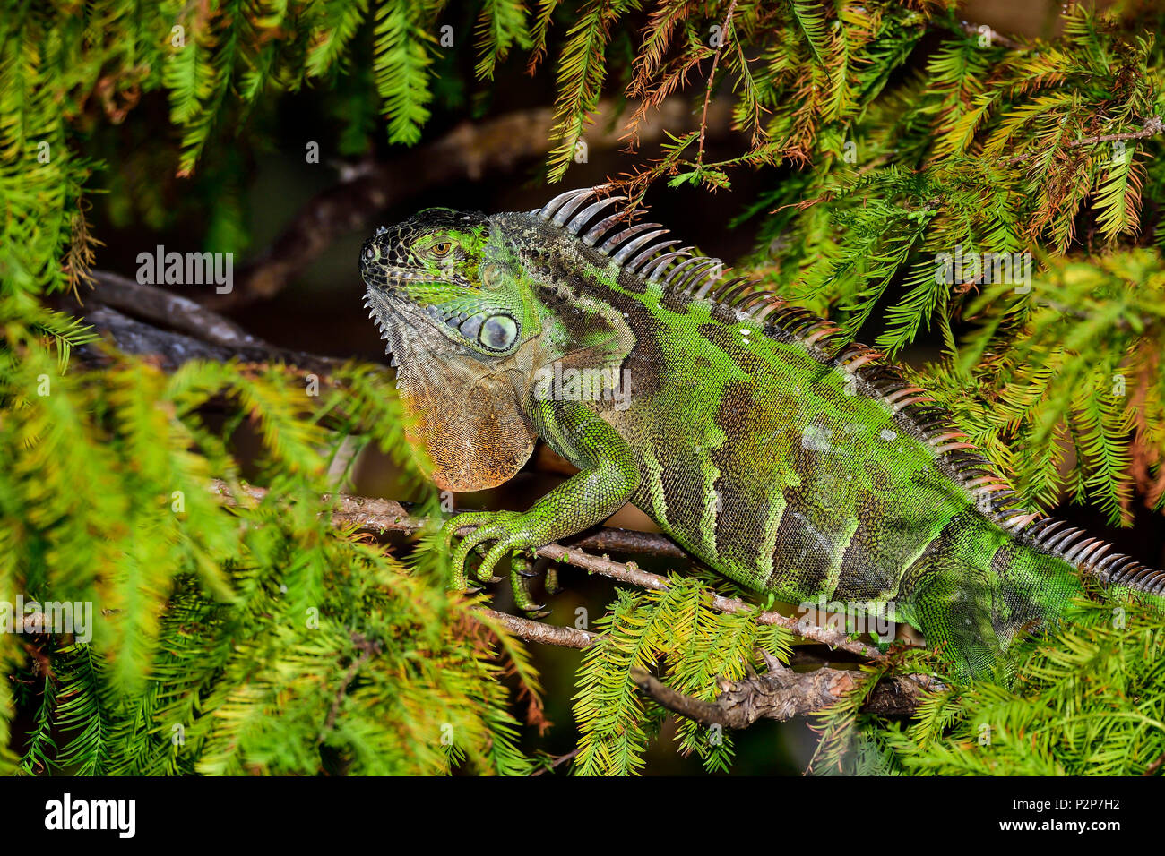 Green iguana hiding in the pinetree Stock Photo - Alamy