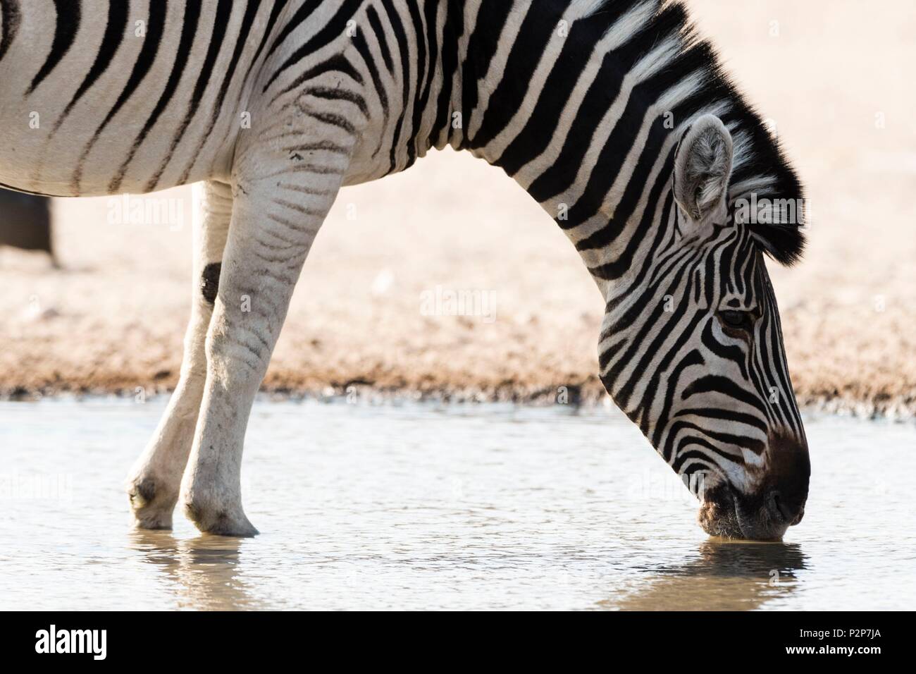 Kalahari botswana zebra hi-res stock photography and images - Alamy