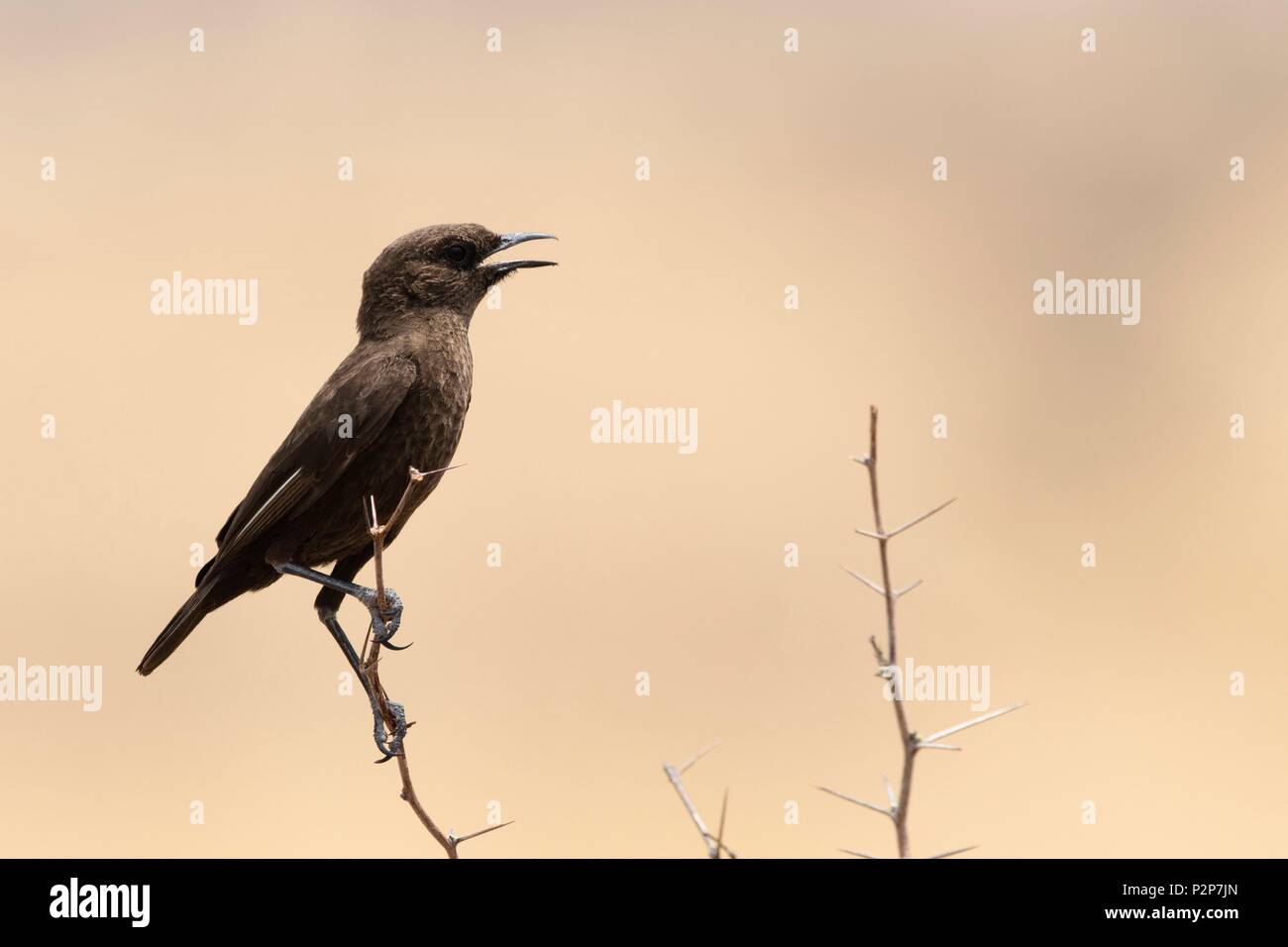 Ant-eating Chat (Myrmecocichla formicivora), Nxai Pan, Botswana Stock ...