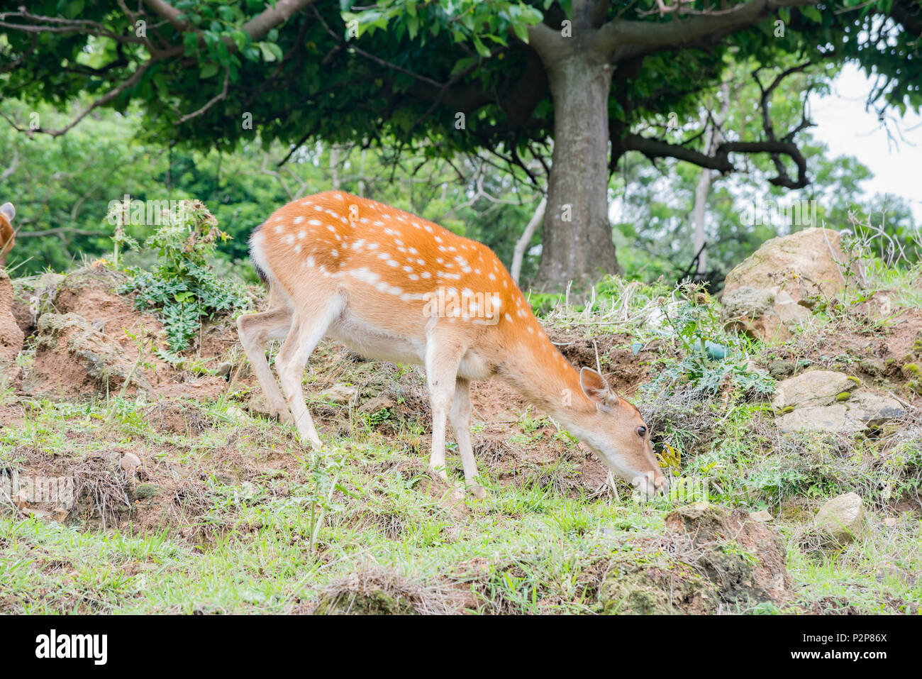 Happy deer living around on Daqiu island, Matsu, Taiwan Stock Photo - Alamy