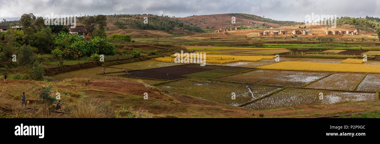 Madagascar, Central Highlands, Antsirabe region, rice fields to ...