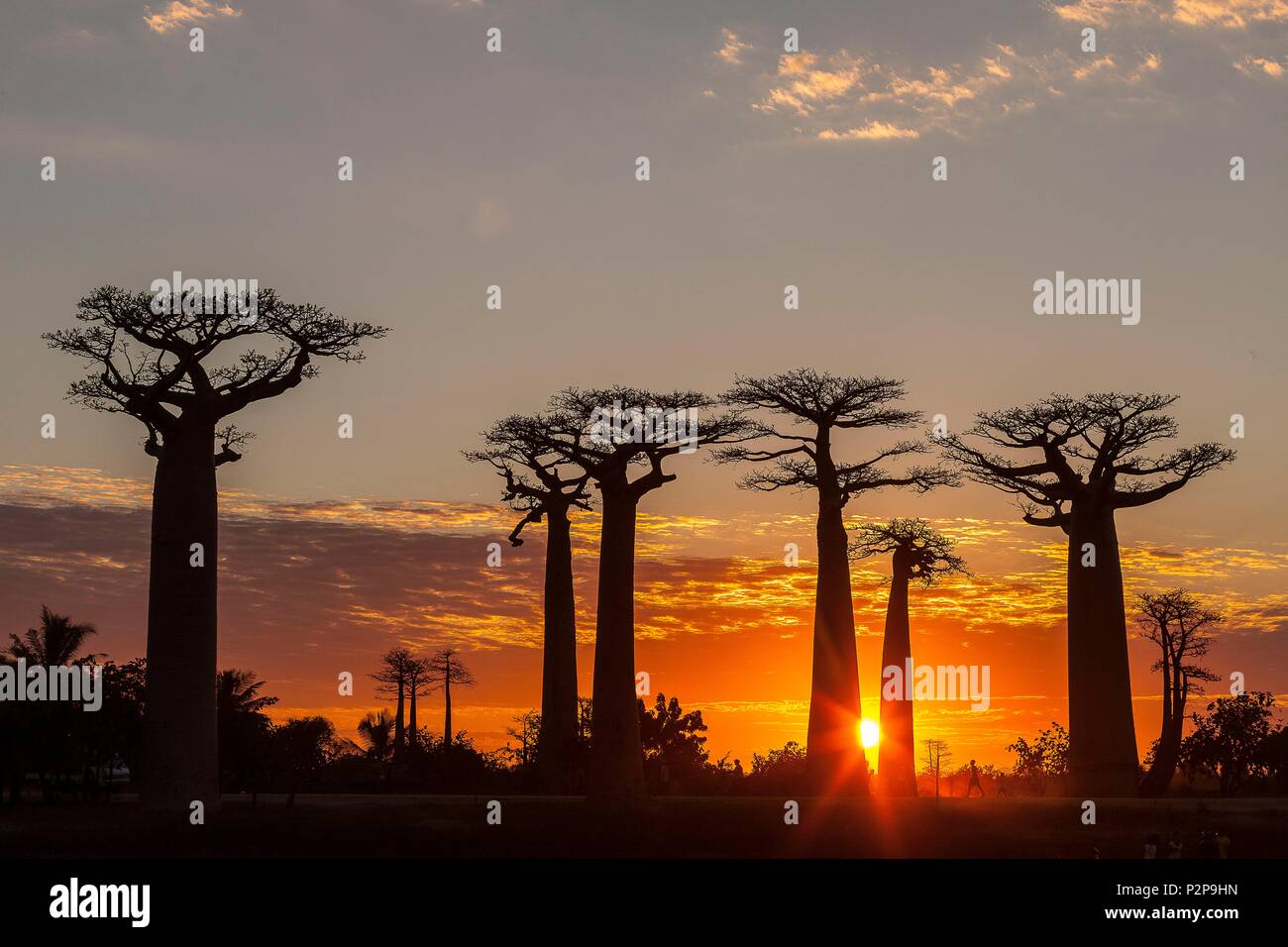Madagascar, Menabe region, Morondava, alley of the baobabs, Grandidier ...