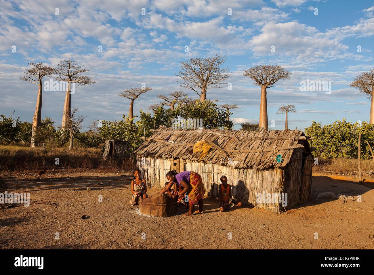 Protected area of menabe antimena hi-res stock photography and images ...