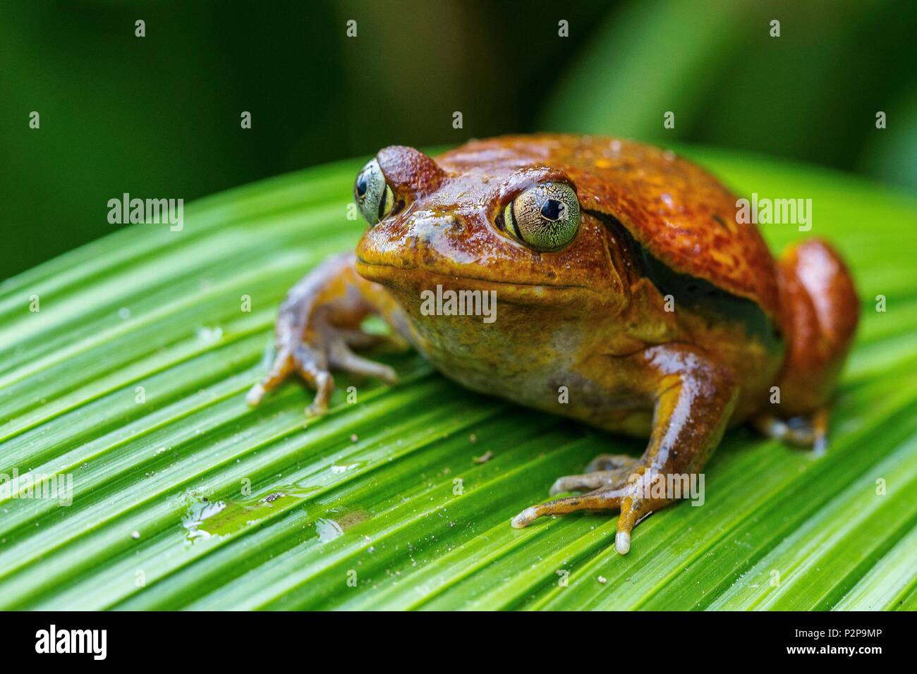 Madagascar, East, tomato frog (Dyscophus antongilii Stock Photo - Alamy