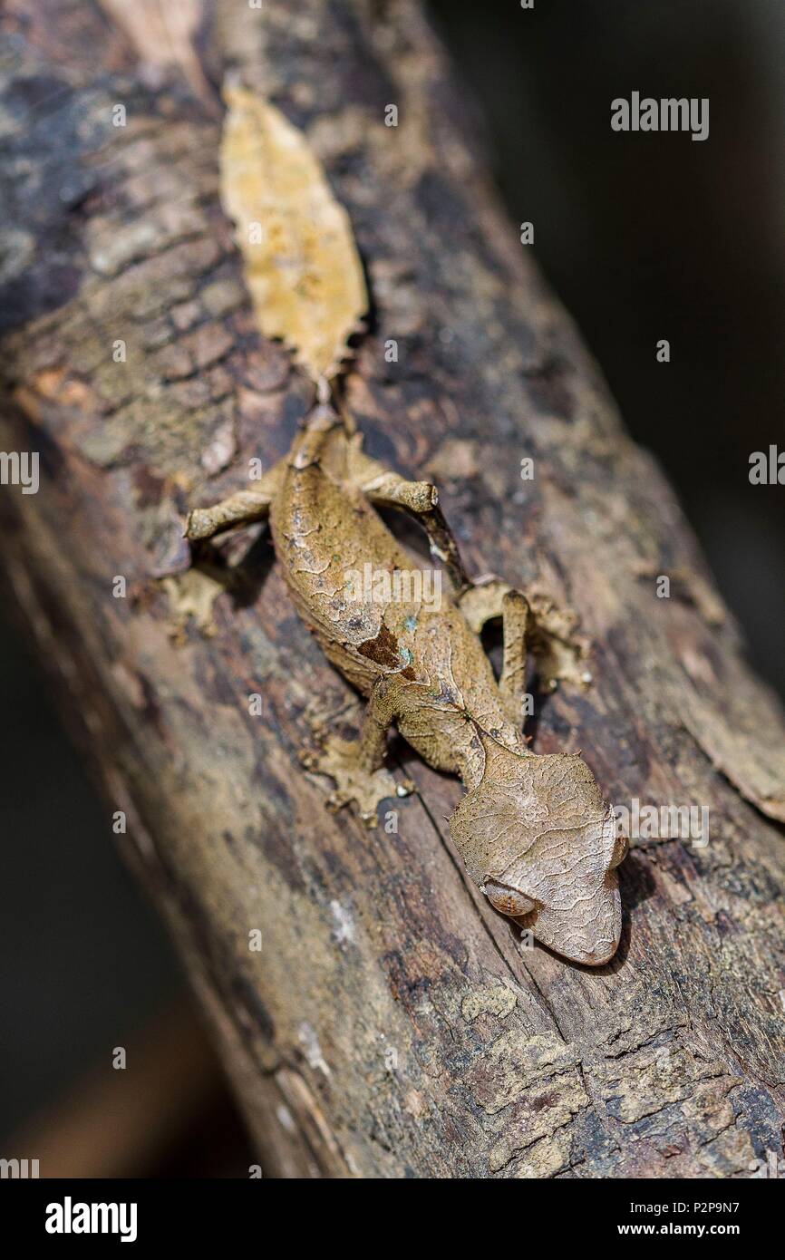 Uroplatus phantasticus hi-res stock photography and images - Alamy