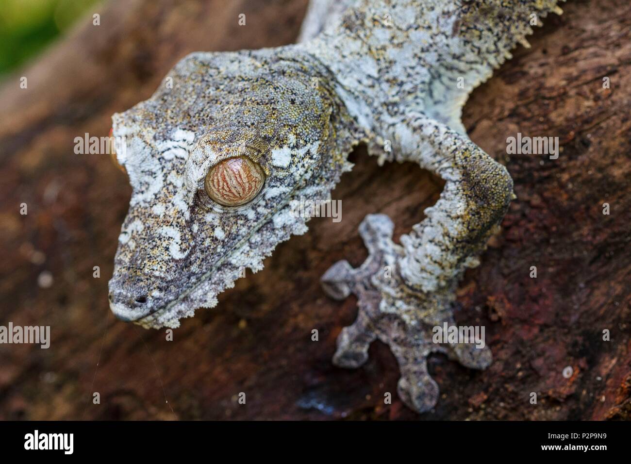 Madagascar, East, gecko (Uroplatus fimbriatus Stock Photo - Alamy