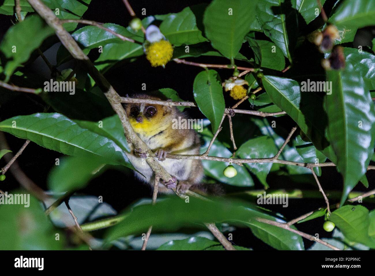 Madagascar, East, Microcèbe, the smallest lemur in the world, nocturnal ...