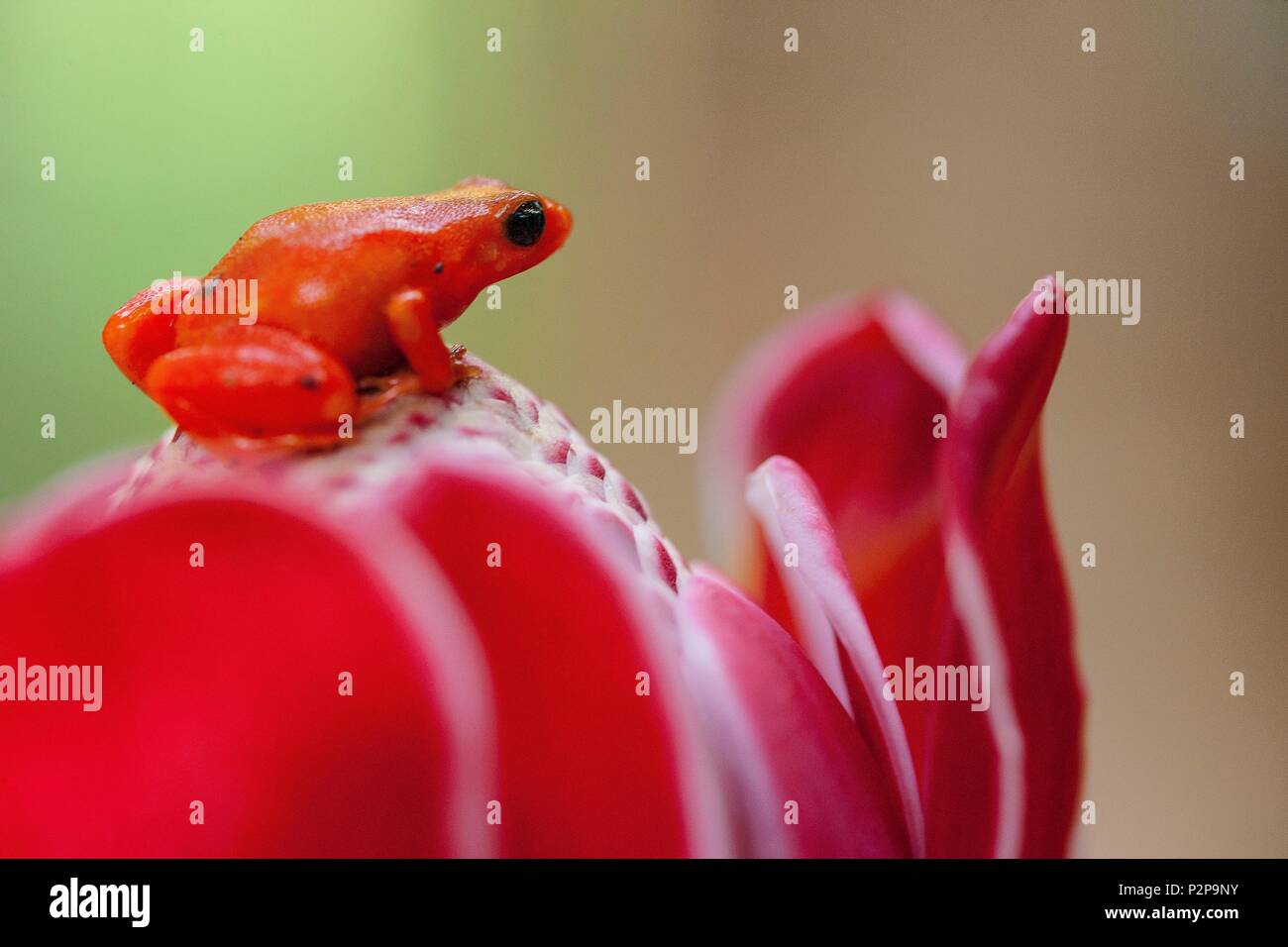 Madagascar national flower hi-res stock photography and images - Alamy