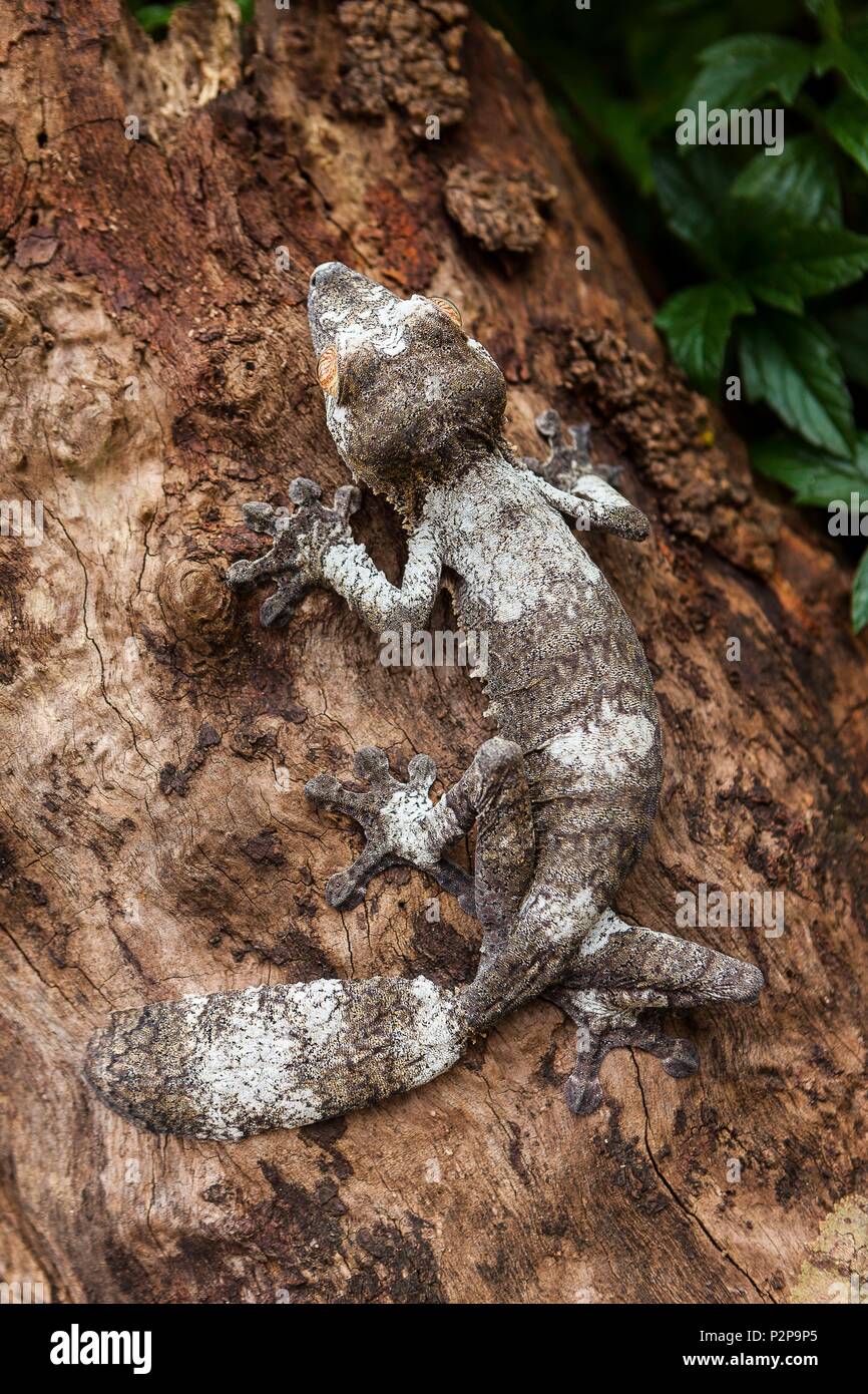 Madagascar, East, gecko (Uroplatus fimbriatus Stock Photo - Alamy