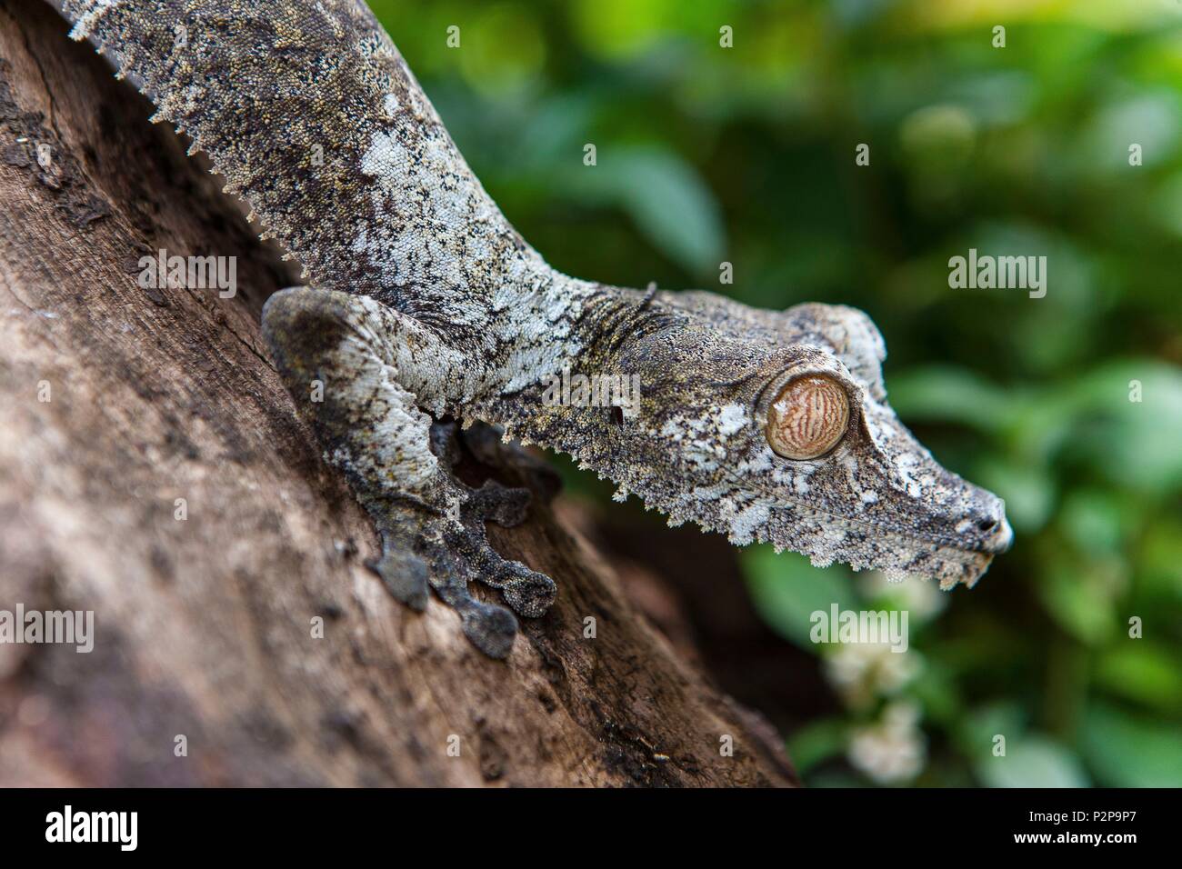 Madagascar, East, gecko (Uroplatus fimbriatus Stock Photo - Alamy