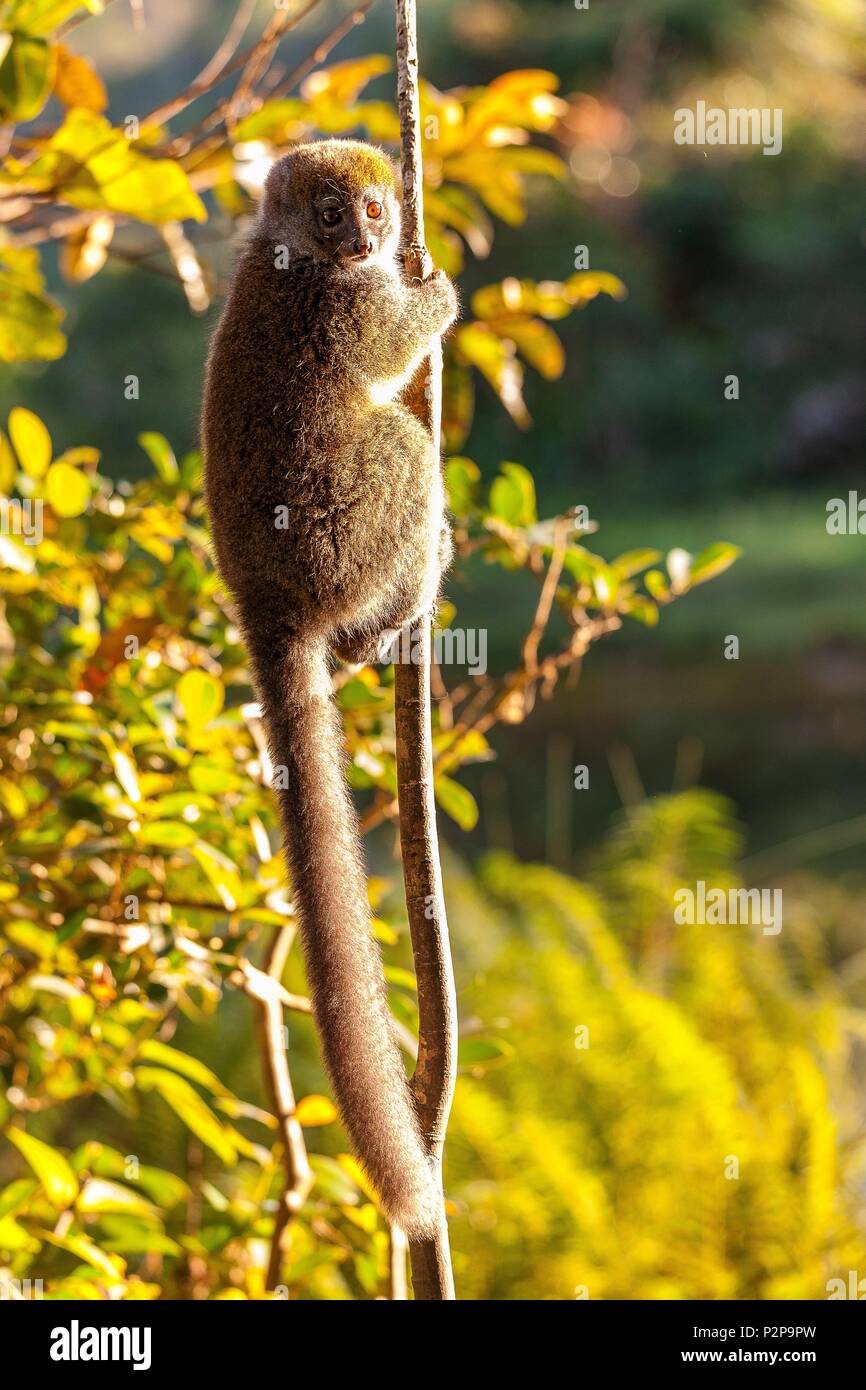 Madagascar, East, Andasibe Mantadia National Park, golden bamboo lemur ...