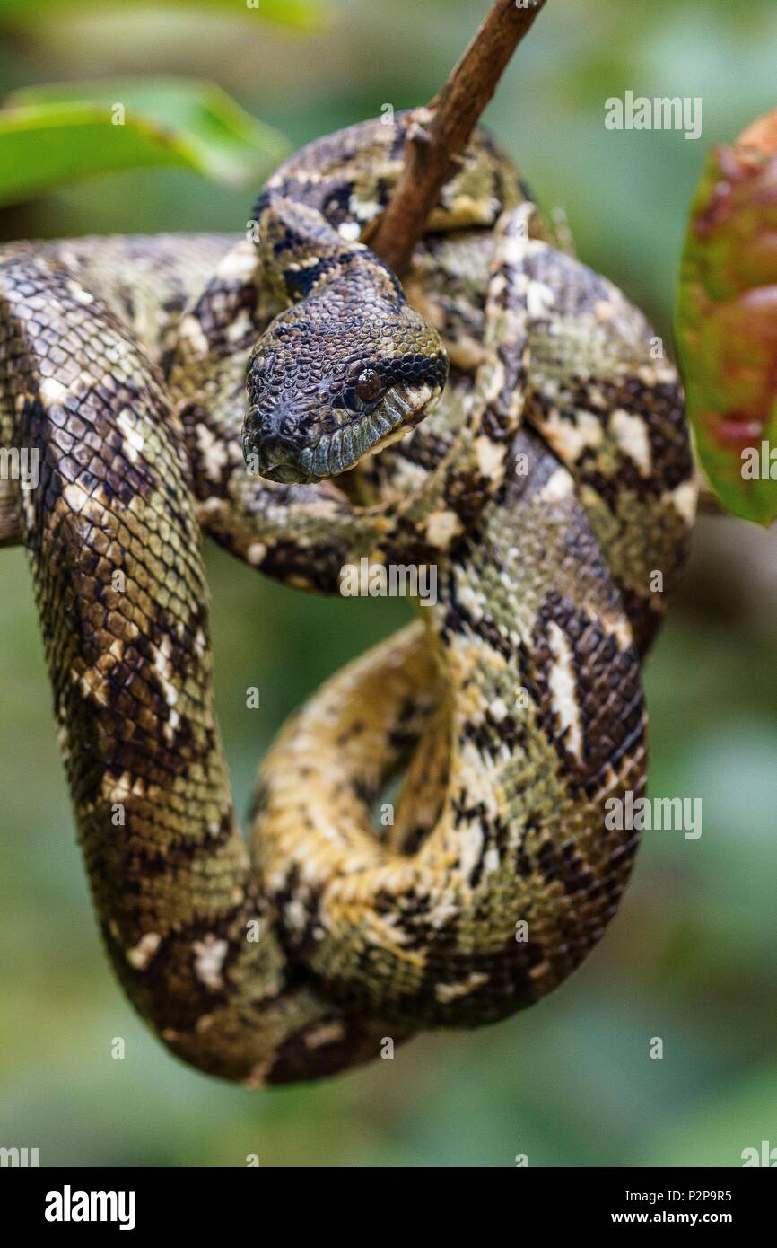 Madagascar, East, Boa (Sanzinia madagascariensis Stock Photo - Alamy