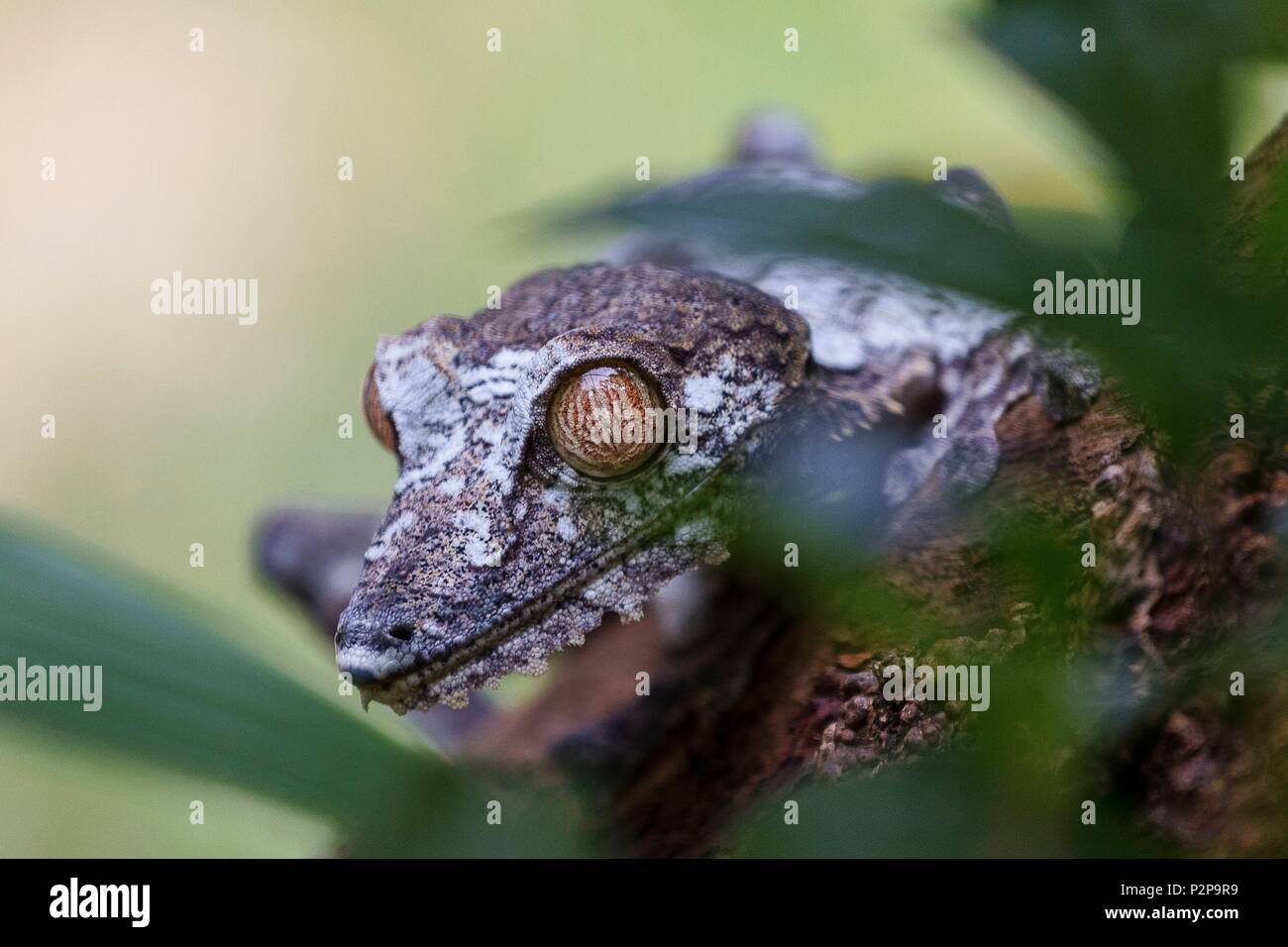 Madagascar, East, gecko (Uroplatus fimbriatus Stock Photo - Alamy