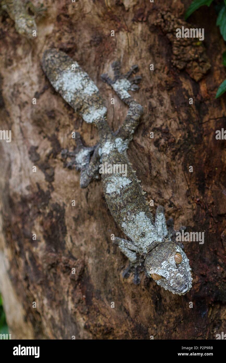 Madagascar, East, gecko (Uroplatus fimbriatus Stock Photo - Alamy