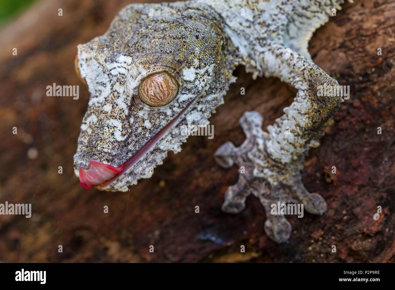 Madagascar, East, gecko (Uroplatus fimbriatus Stock Photo - Alamy