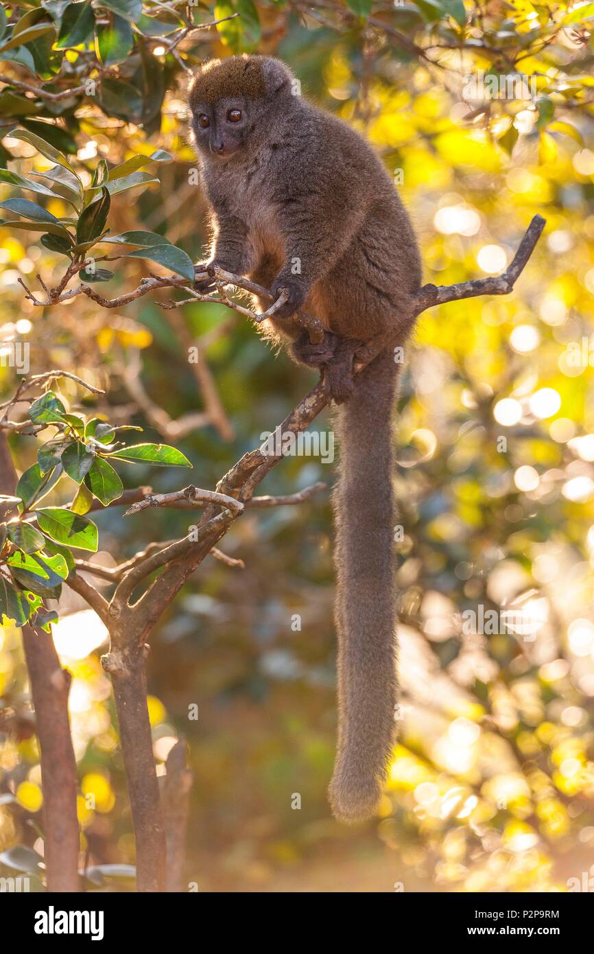 Golden bamboo lemur hi-res stock photography and images - Alamy