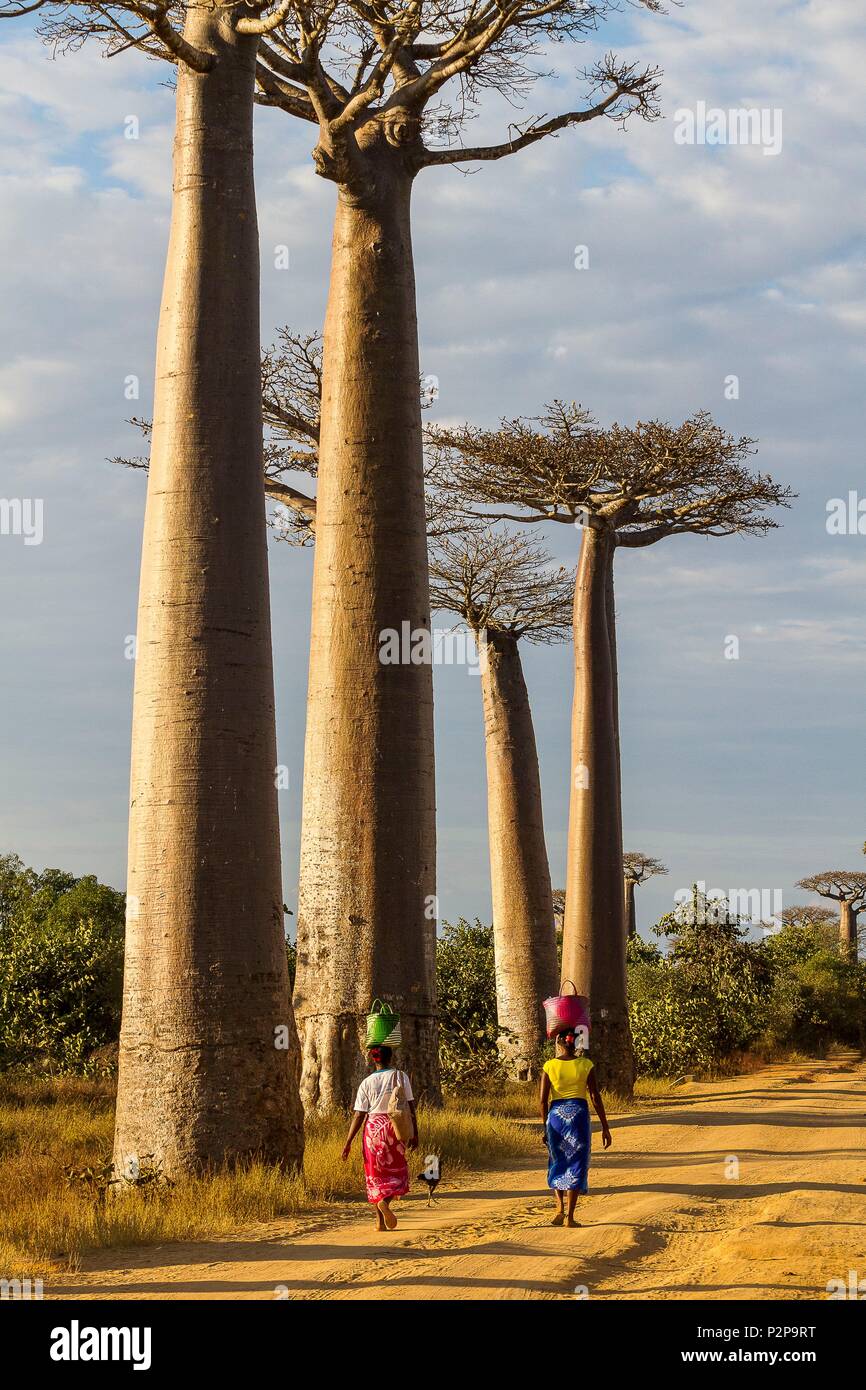 Madagascar, Menabe region, Morondava, alley of the baobabs, Grandidier ...