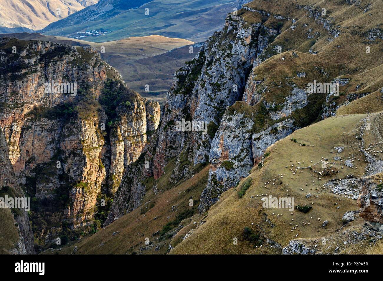 Caucasus mountain animal hi-res stock photography and images - Alamy