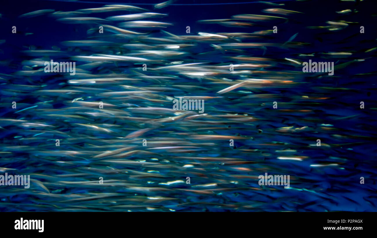 Fast swimming fish hi-res stock photography and images - Alamy