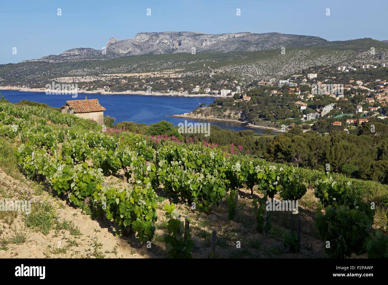 Cassis vineyard clos sainte magdeleine hi-res stock photography and ...