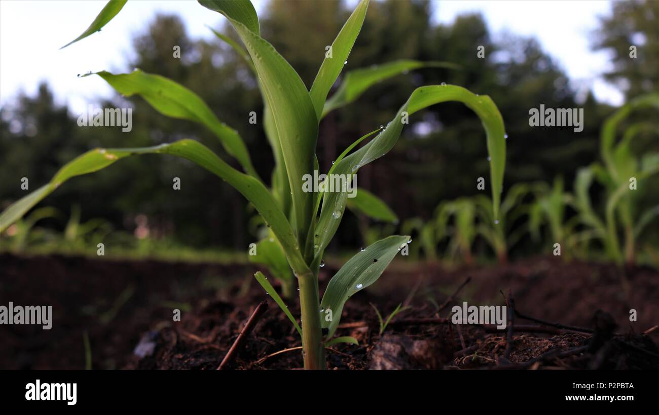 Baby corn cultivation hi-res stock photography and images - Alamy