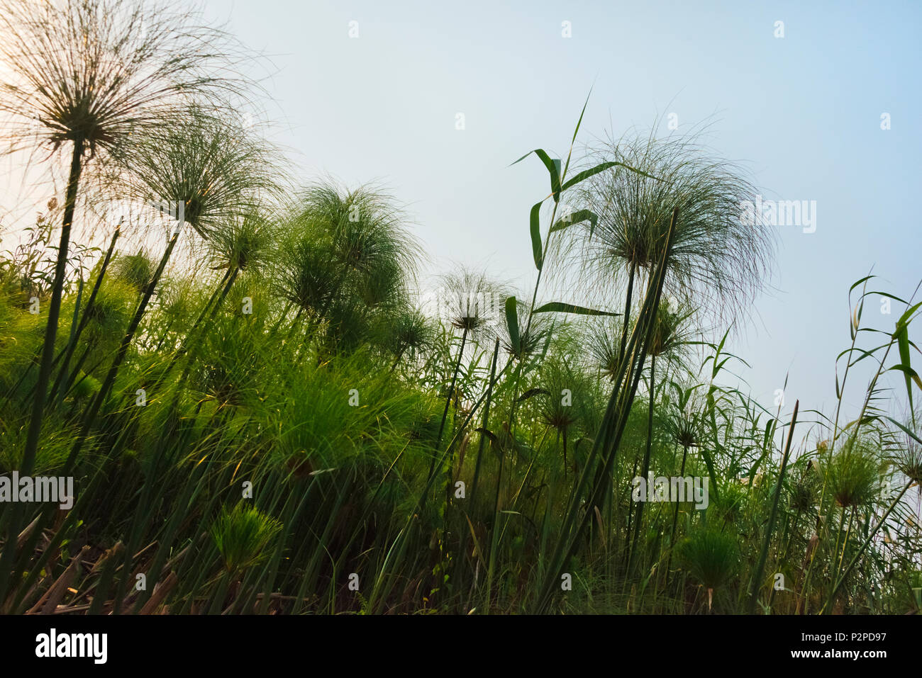Cyperus papyrus hi-res stock photography and images - Alamy