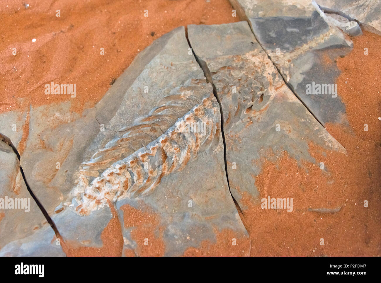 Mesosaurus Fossil, Keetmanshoop, Kalahari Desert, Karas Region, Namibia ...
