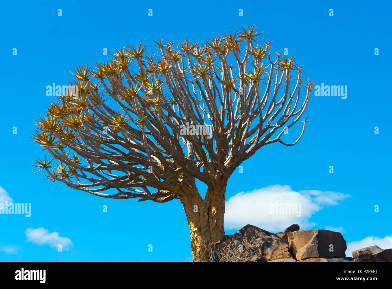 Tree in karas region hi-res stock photography and images - Alamy