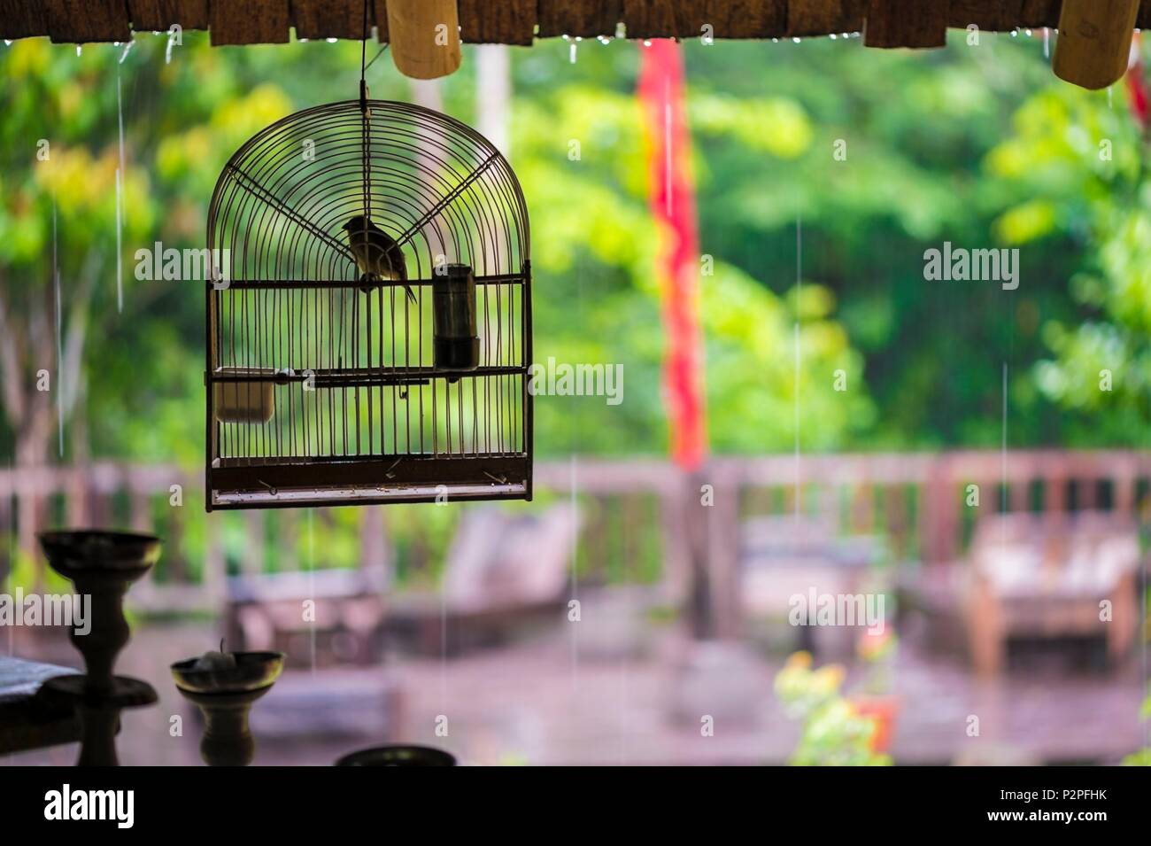 France, French Guiana, Kourou, Wapa Lodge, Sporophile curio (Oryzoborus ...