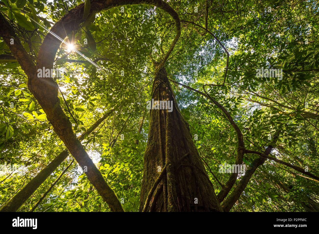 France, French Guiana, Kourou, undergrowth of rainforest around Wapa ...