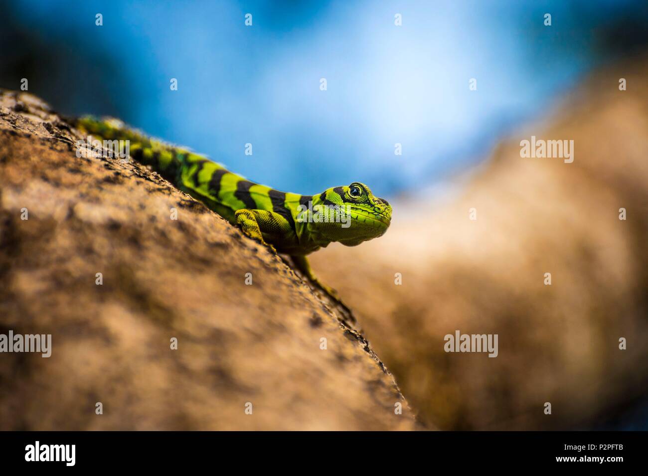 France, French Guiana, Kourou, Camp Canopee, Uracentron azureum is a ...