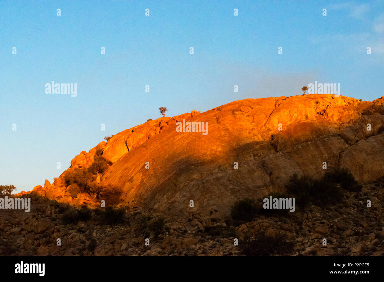 Little trees growing on a rock in southern Namib Desert, Karas Region ...