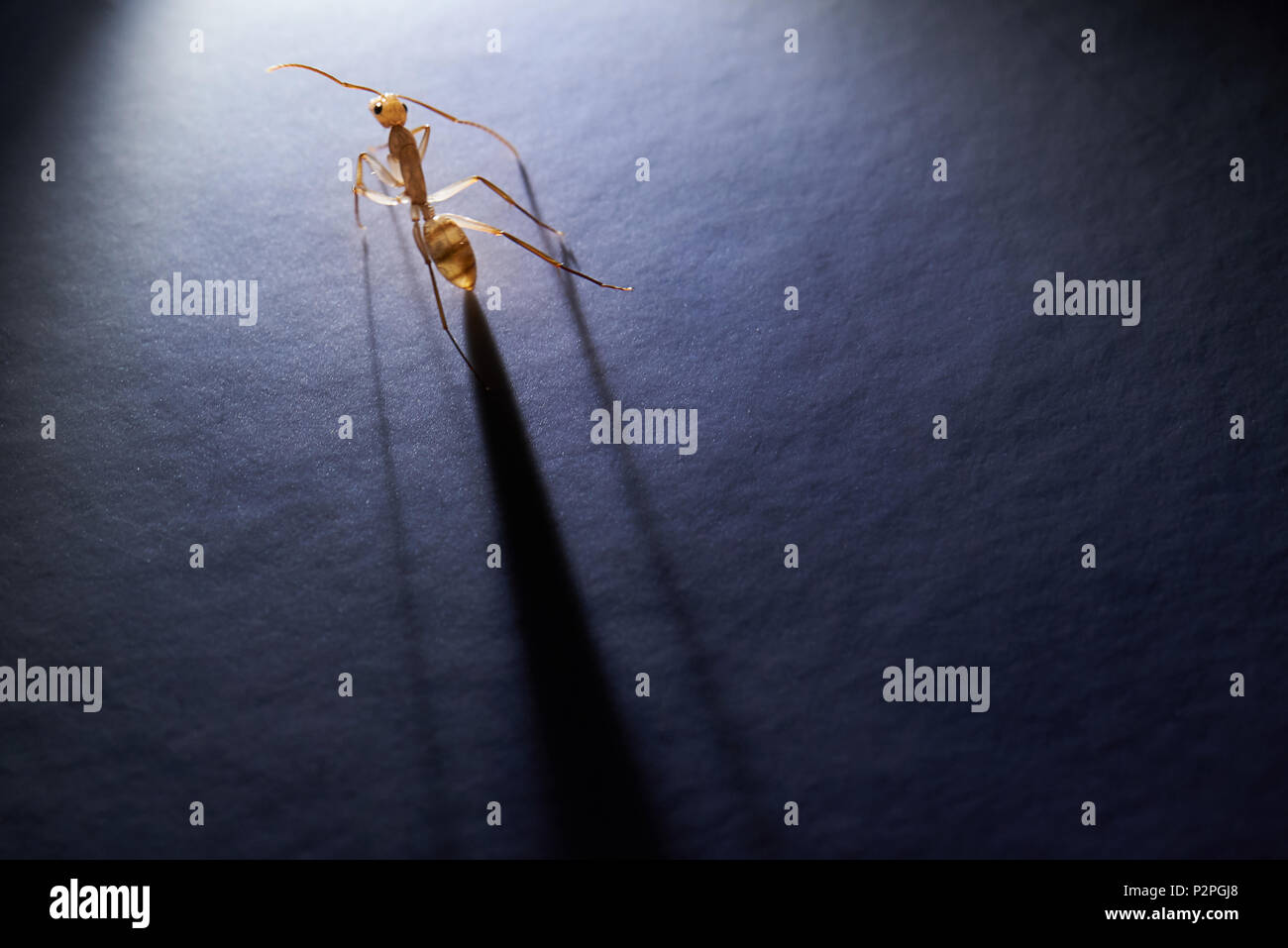 One black ant hi-res stock photography and images - Alamy
