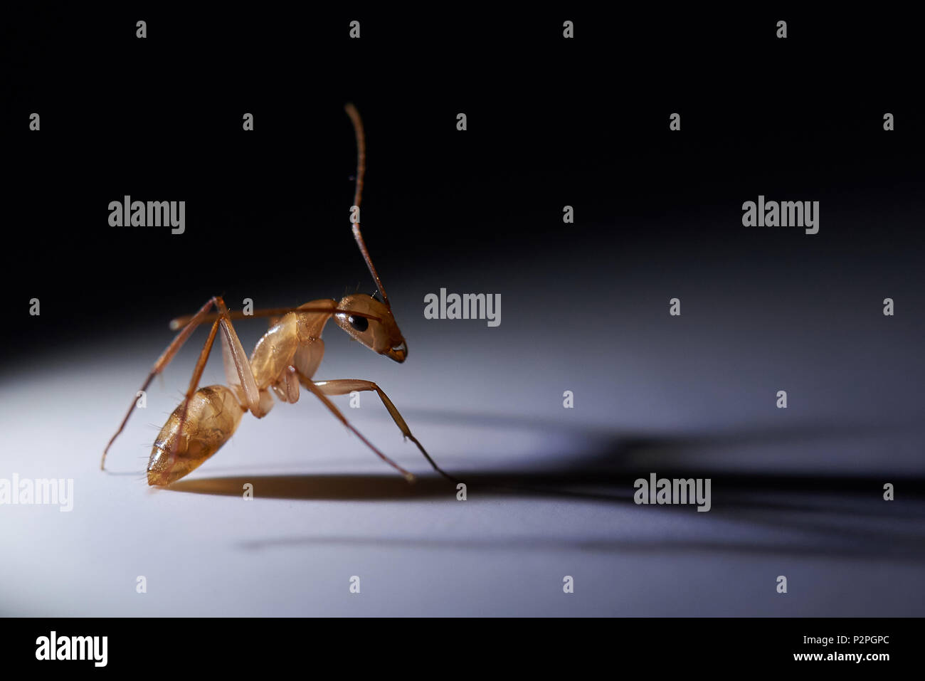 One ant sitting calm on gray background close-up view Stock Photo - Alamy