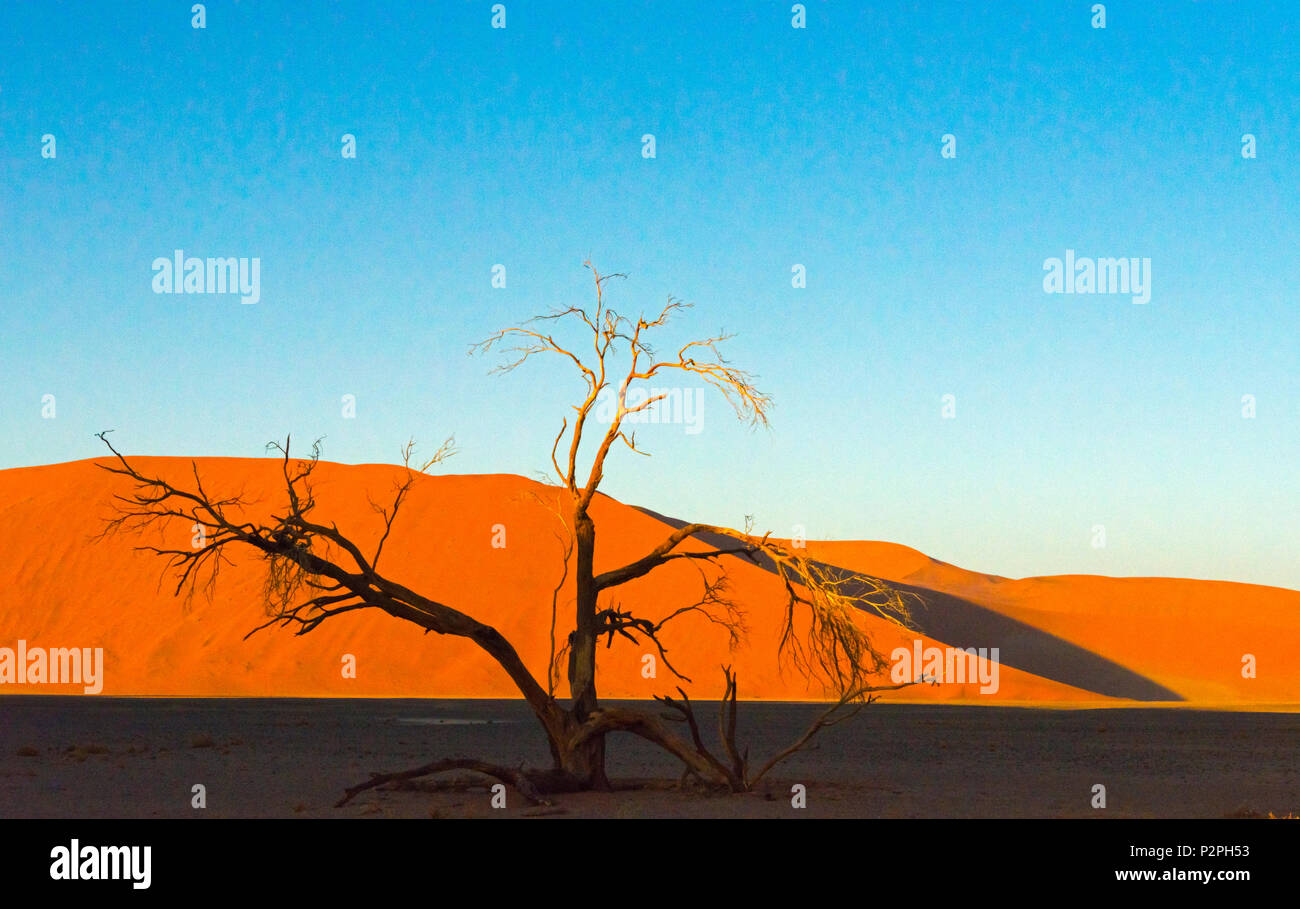 Sand dune tree hi-res stock photography and images - Alamy